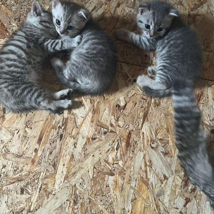 Шотландская