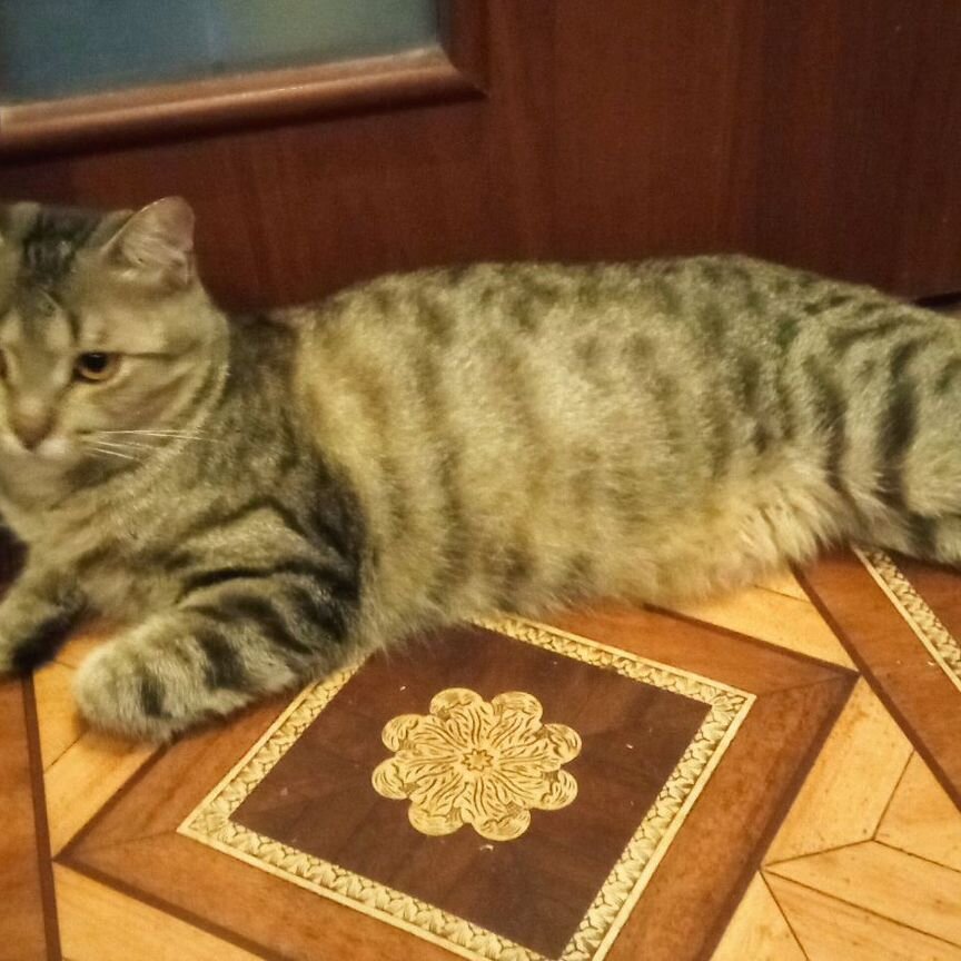Кошка