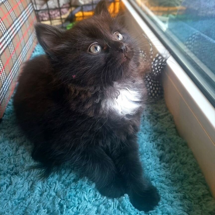 Котенок