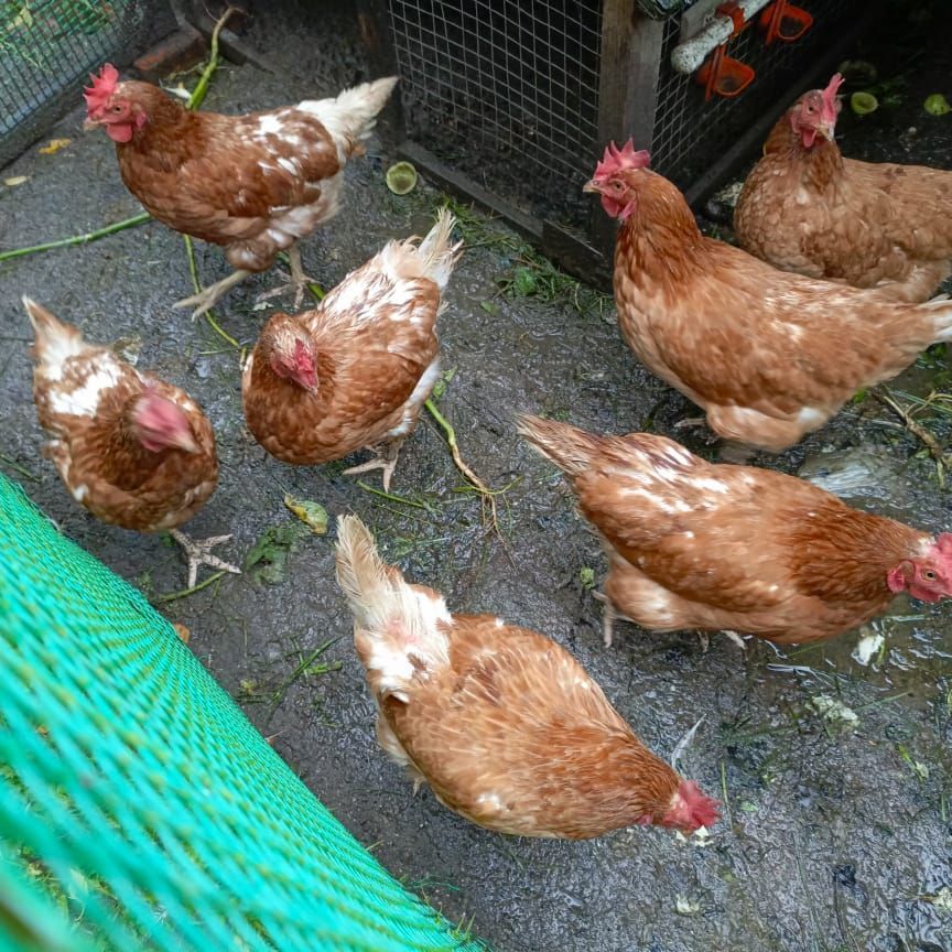 Куры несушки