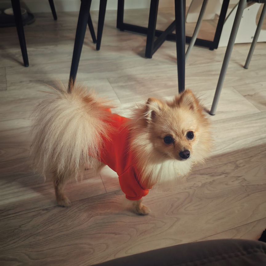 Померанский шпиц