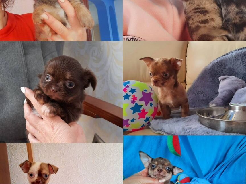 Милашки чихуашки