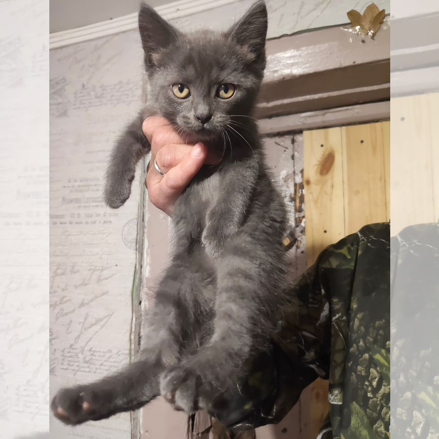 Британский короткошёрстный котёнок