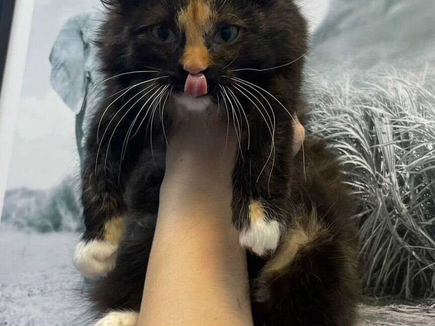 Котенок бонечка