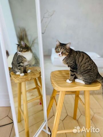 Кот Гаврош