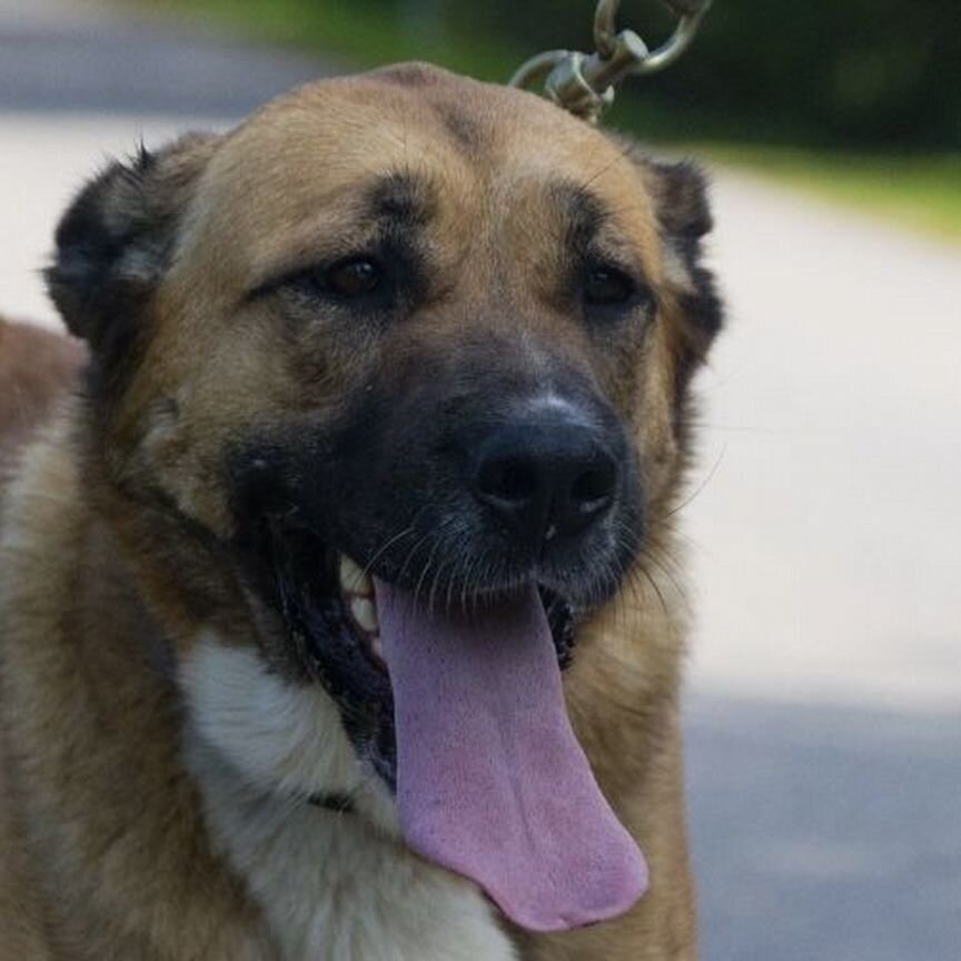 Собака в добрые руки