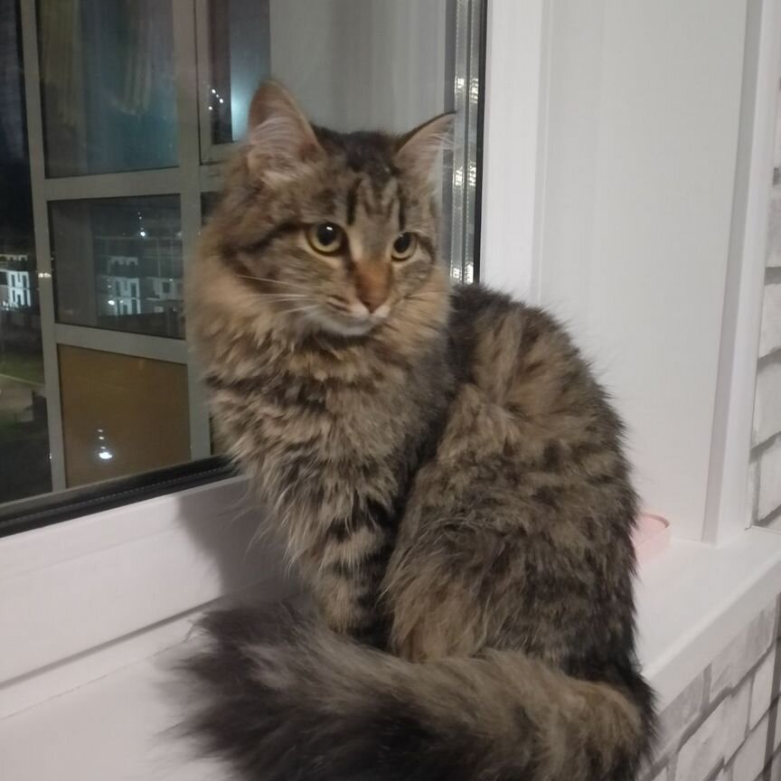 Сибирская кошка