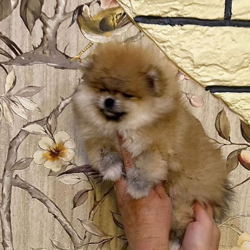 Померанский шпиц, щенок