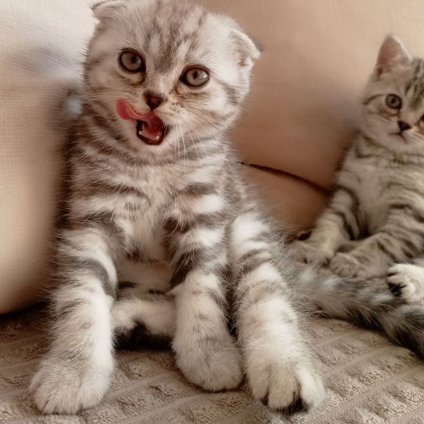 Шотландский вислоухий короткошёрстный котёнок