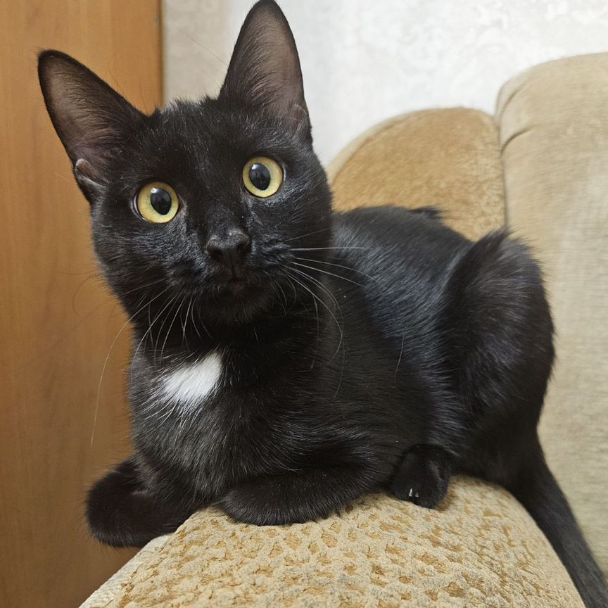 Кошка Уля