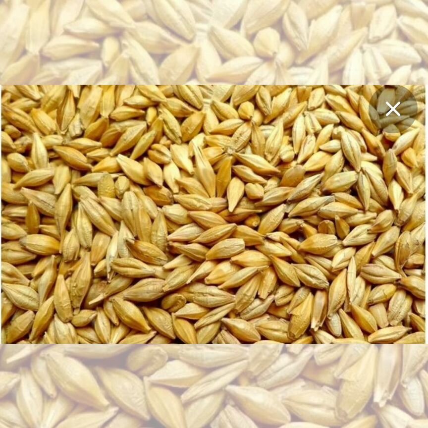 Продам ячмень