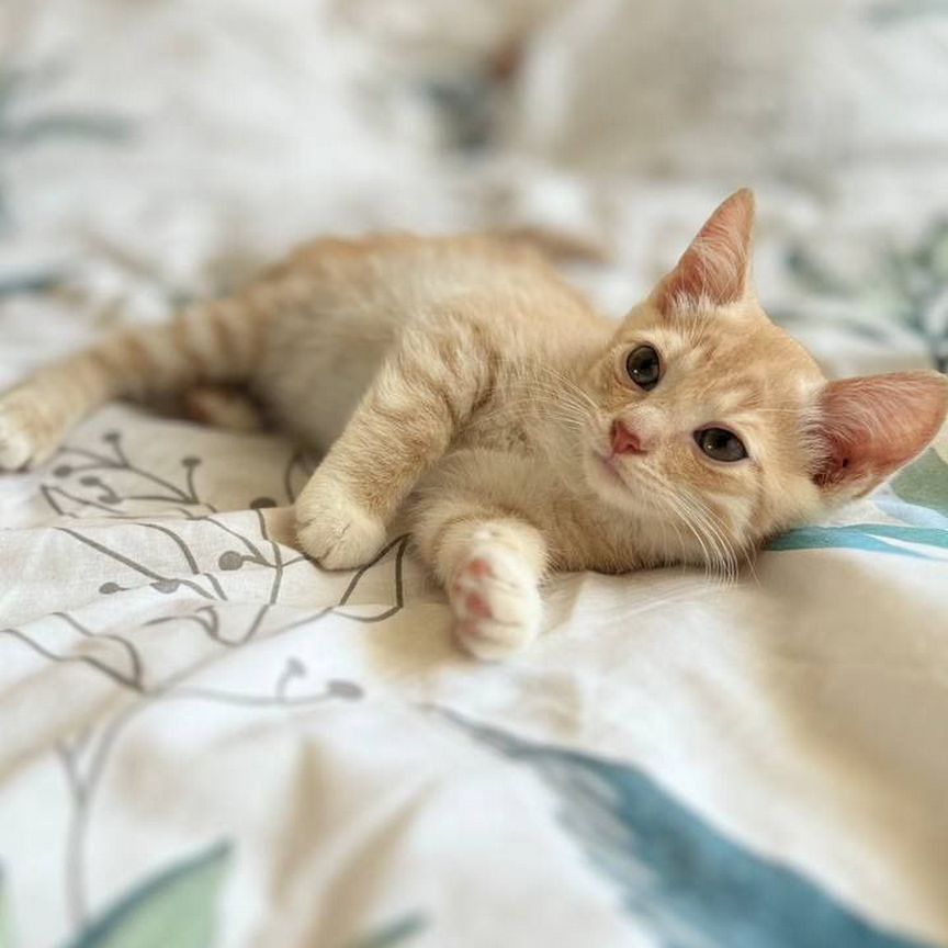 Котята в добрые руки приучены к лотку