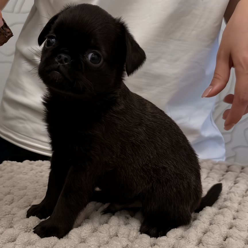 Пти-брабансон, щенок