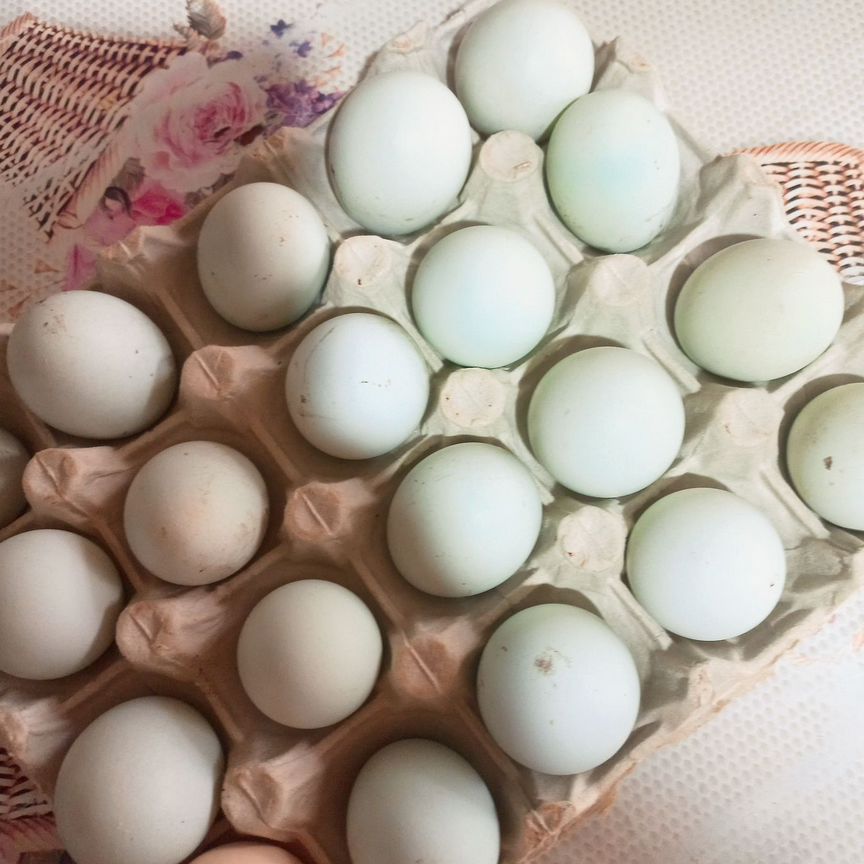 Ухейилюй Инкубационное яйцо