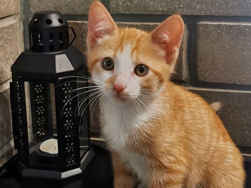 Котенок. Котик. Кот. Рыжий котенок