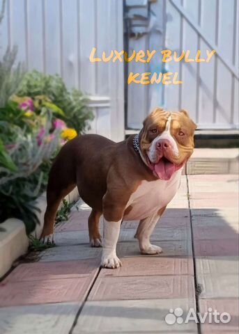 Американский булли