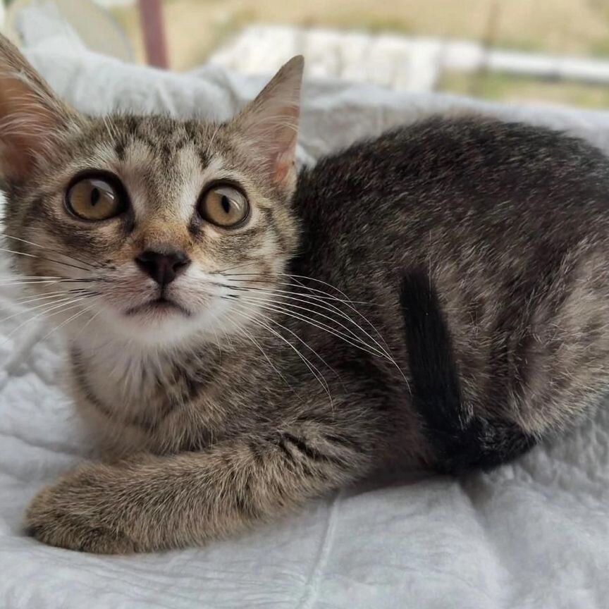 Котёнок девочка