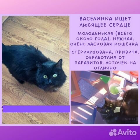 Пушистая кошечка