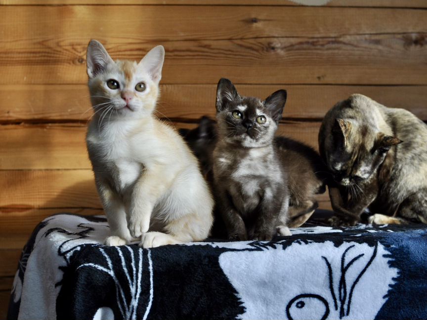 Бурманские котята