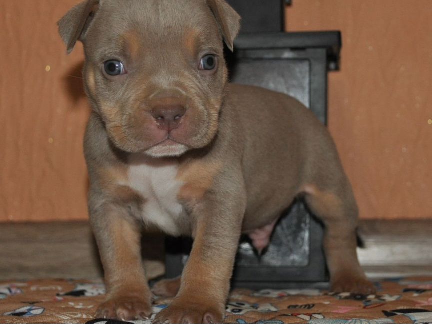 Щенки Американские Булли