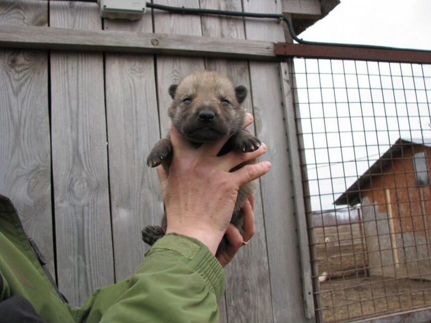 Чехословацкий влчак, щенки
