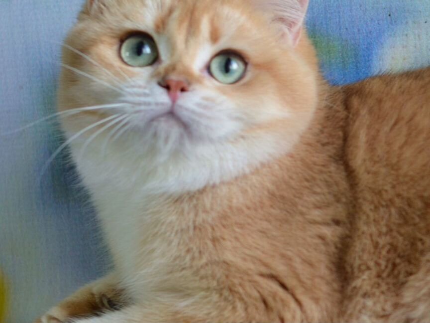 Кошка золотая шиншилла
