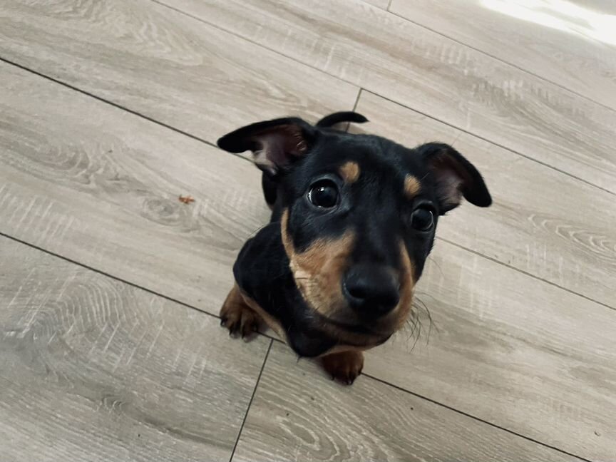 Собака в добрые руки отдам бесплатно