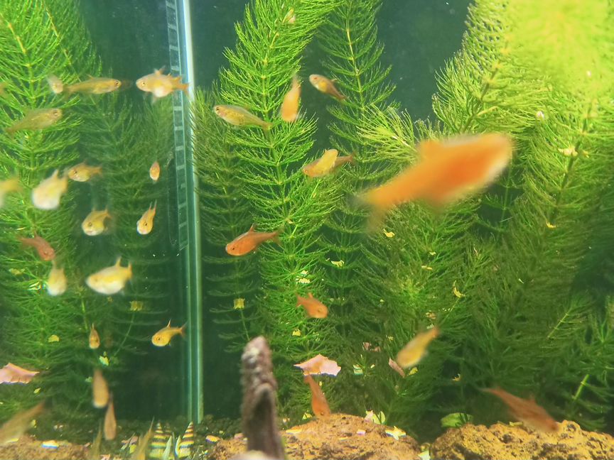 Отдам бесплатно тетру Аманду