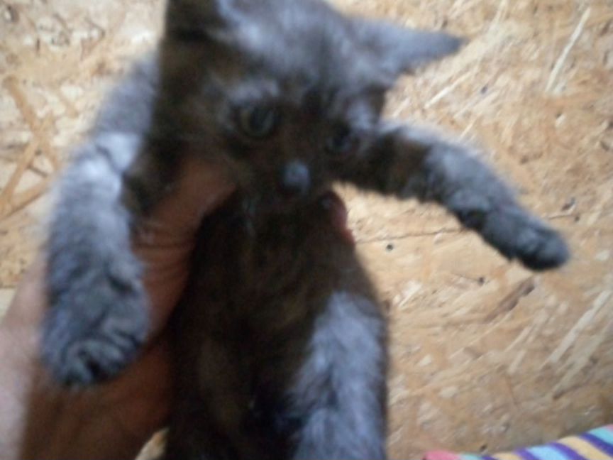 Котенок 1 месяц