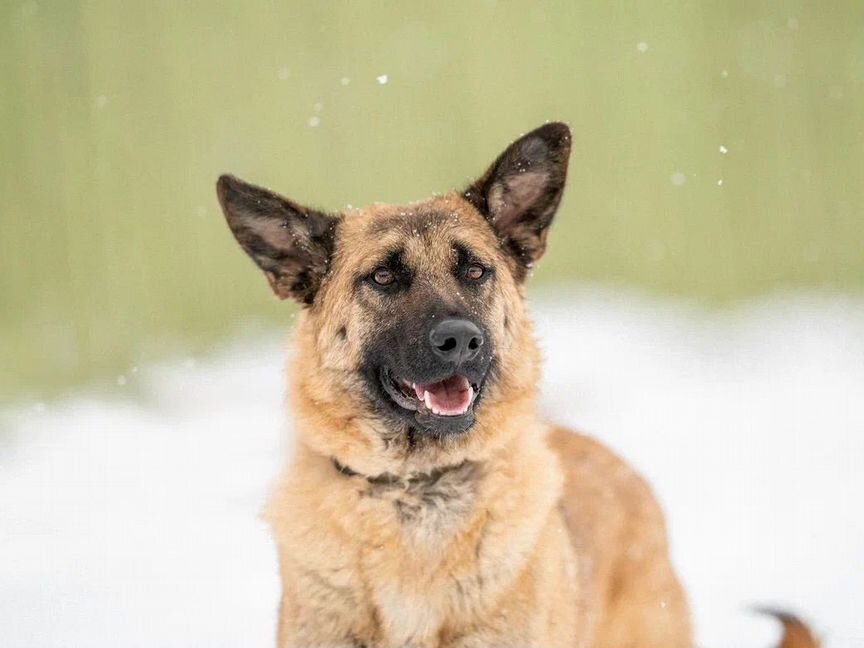 Немецкая овчарка в добрые руки