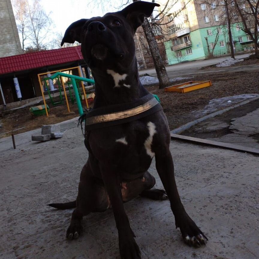 Отдам бесплатно собаку Стаффорда