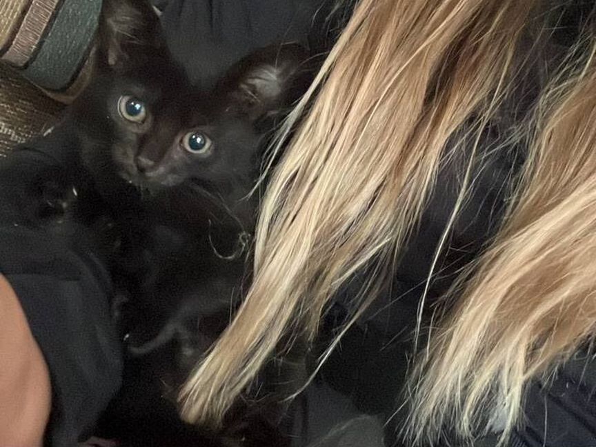 Котенок девочка черная ищет дом 2,5/ 3 мес