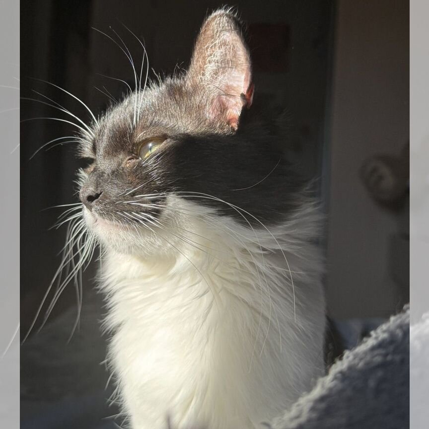 Сибирский, взрослый кот