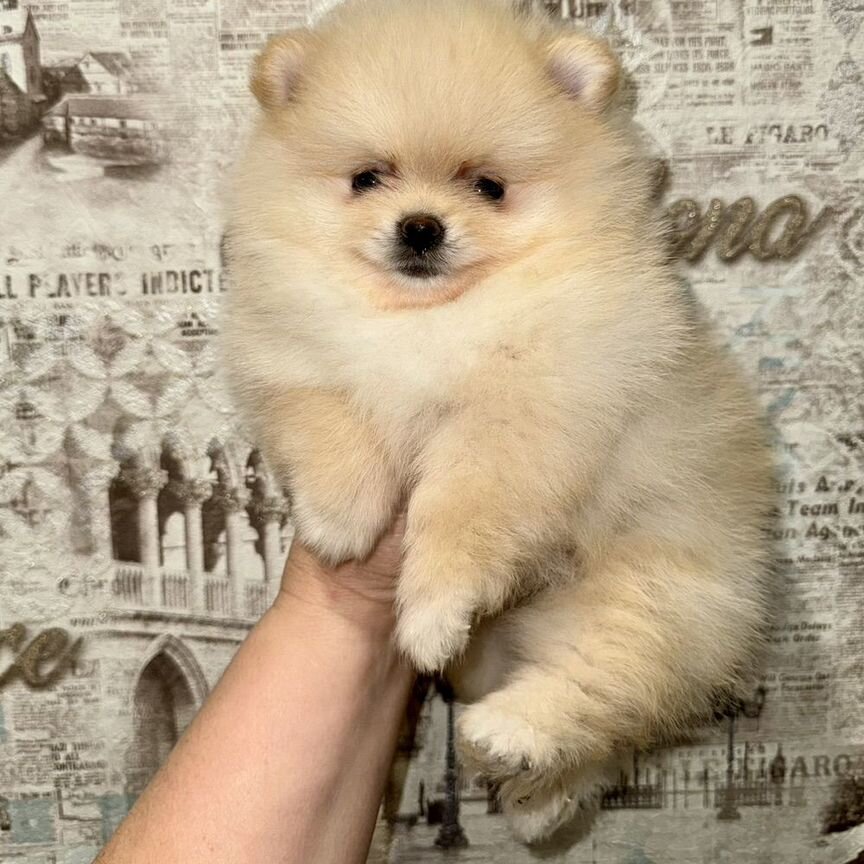 Шпиц миниатюрная девочка