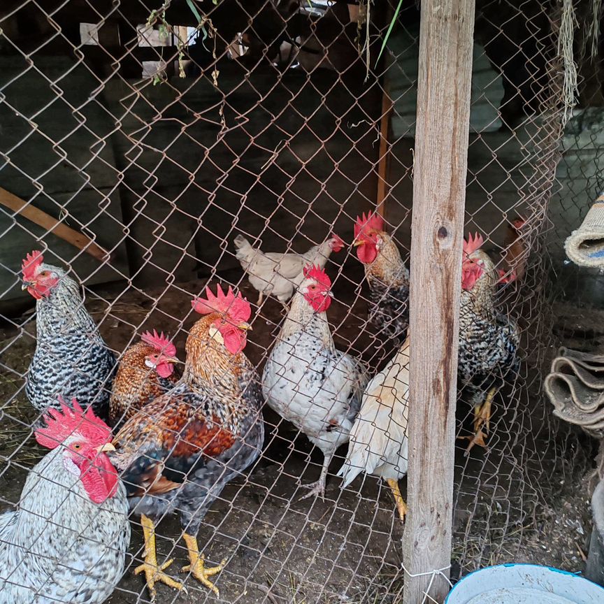 Куры молодки