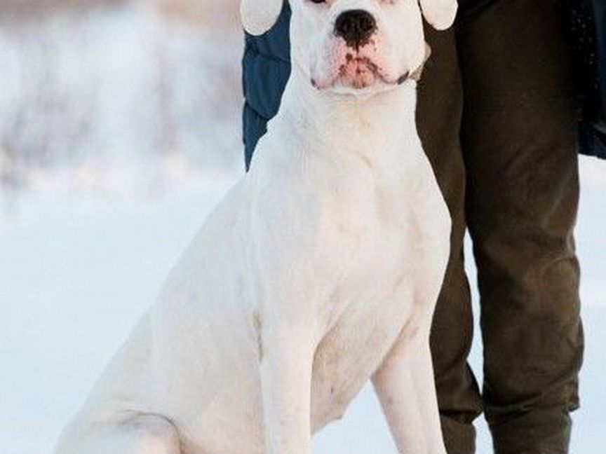 Аргентинские доги. Щенки