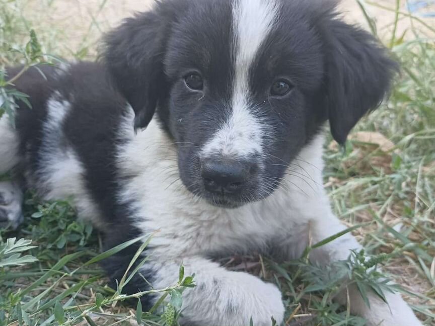 Щенок мальчик