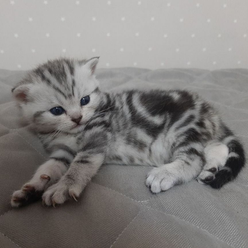Шотландский вислоухий короткошёрстный котёнок