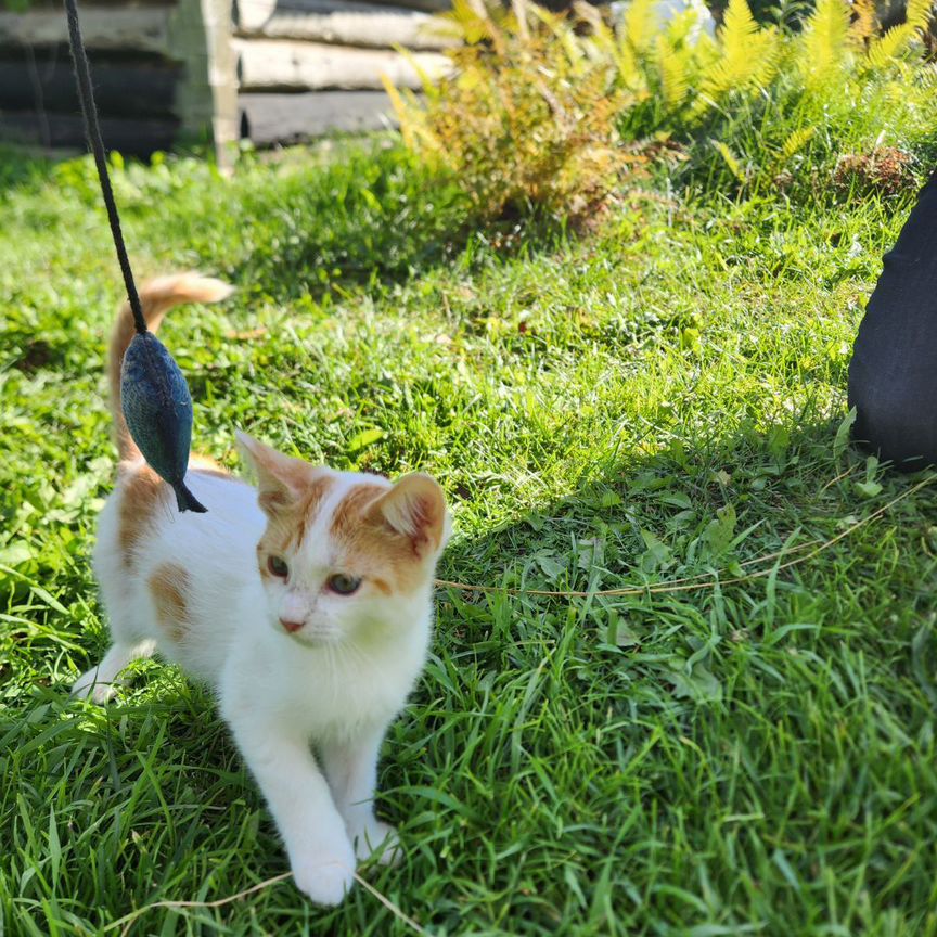 Котик