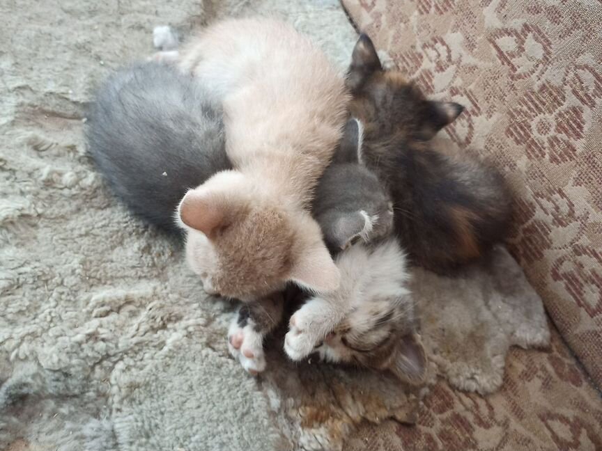 Котята в добрые руки бесплатно