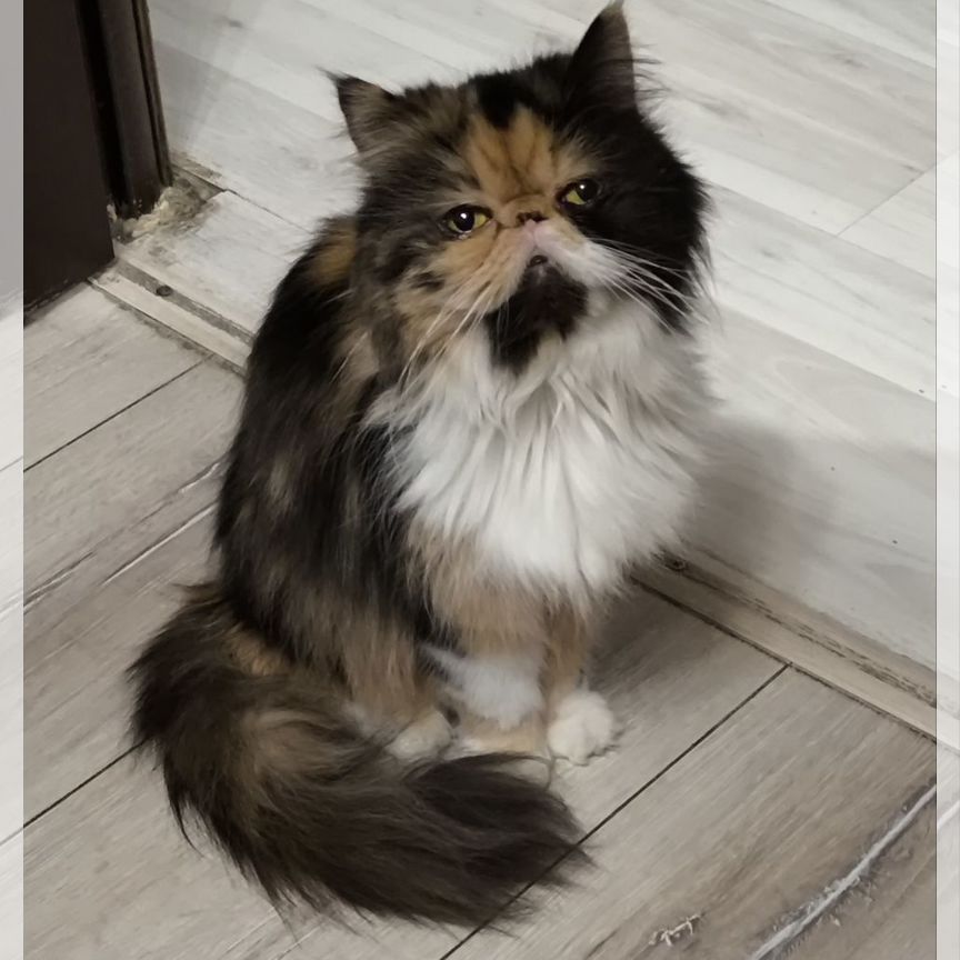 Кошка экзот длинношерстный