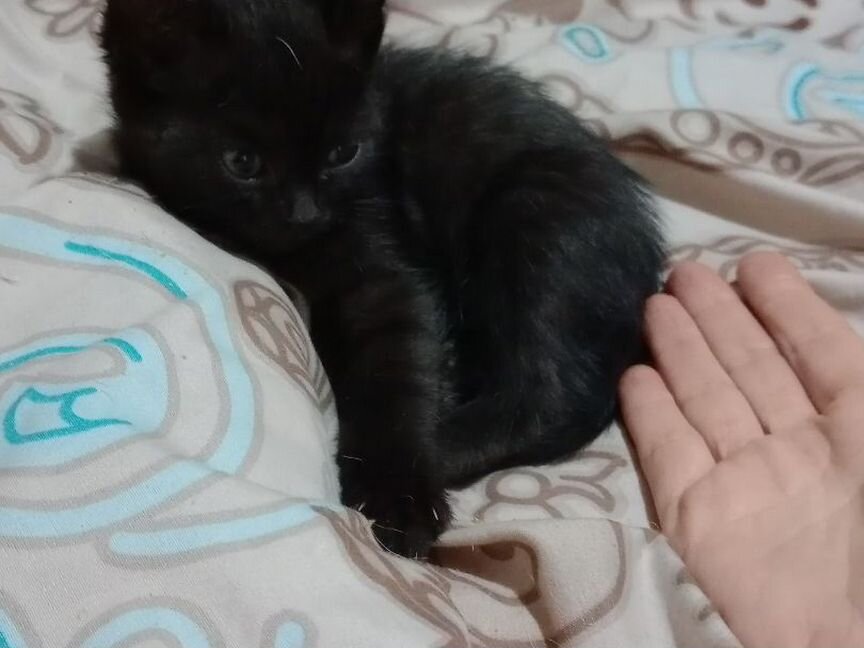 Котенок, черная кошечка