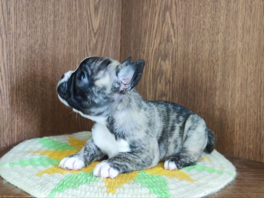 Щенки французского бульдога