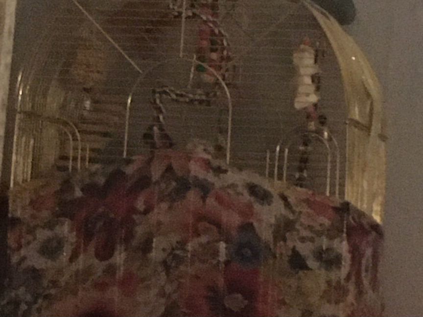 Клетка с попугаем