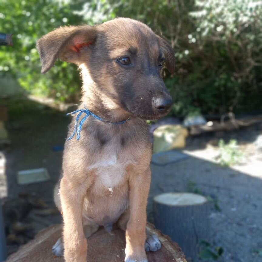 Ушастик мальчик 3 месяца. Будет средний