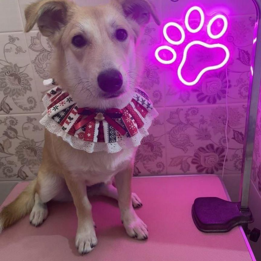 Злата ищет дом