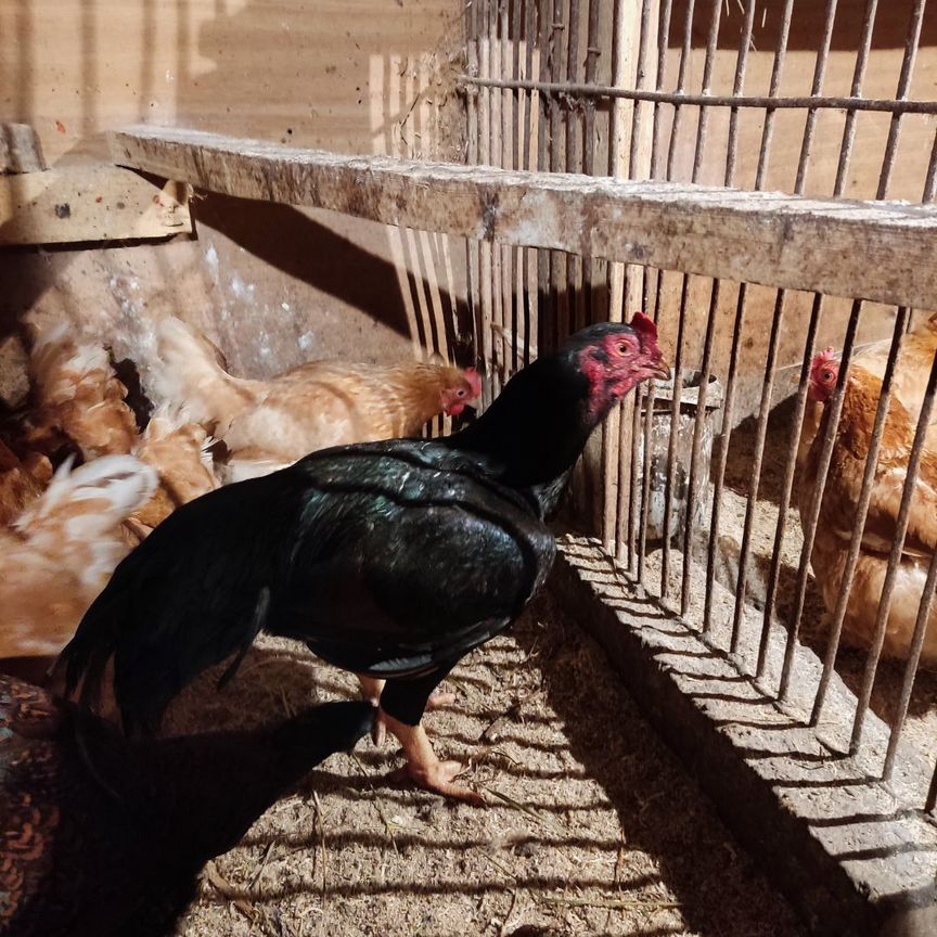 Петух корниш