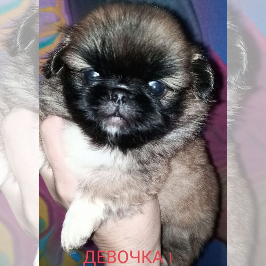 Пекинес, щенок