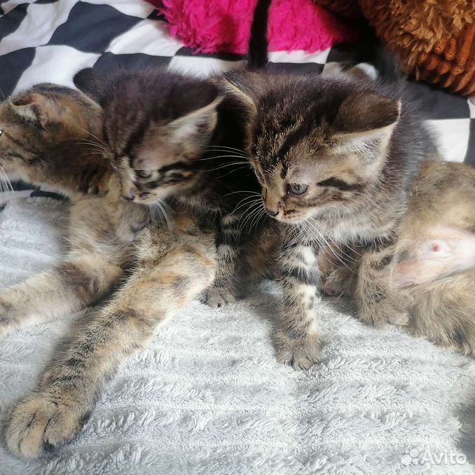 Ла-перм лаперм