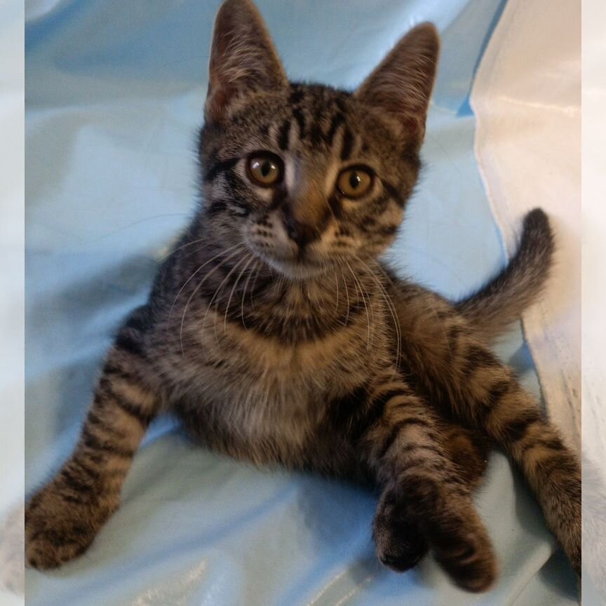 Котёнок в добрые руки